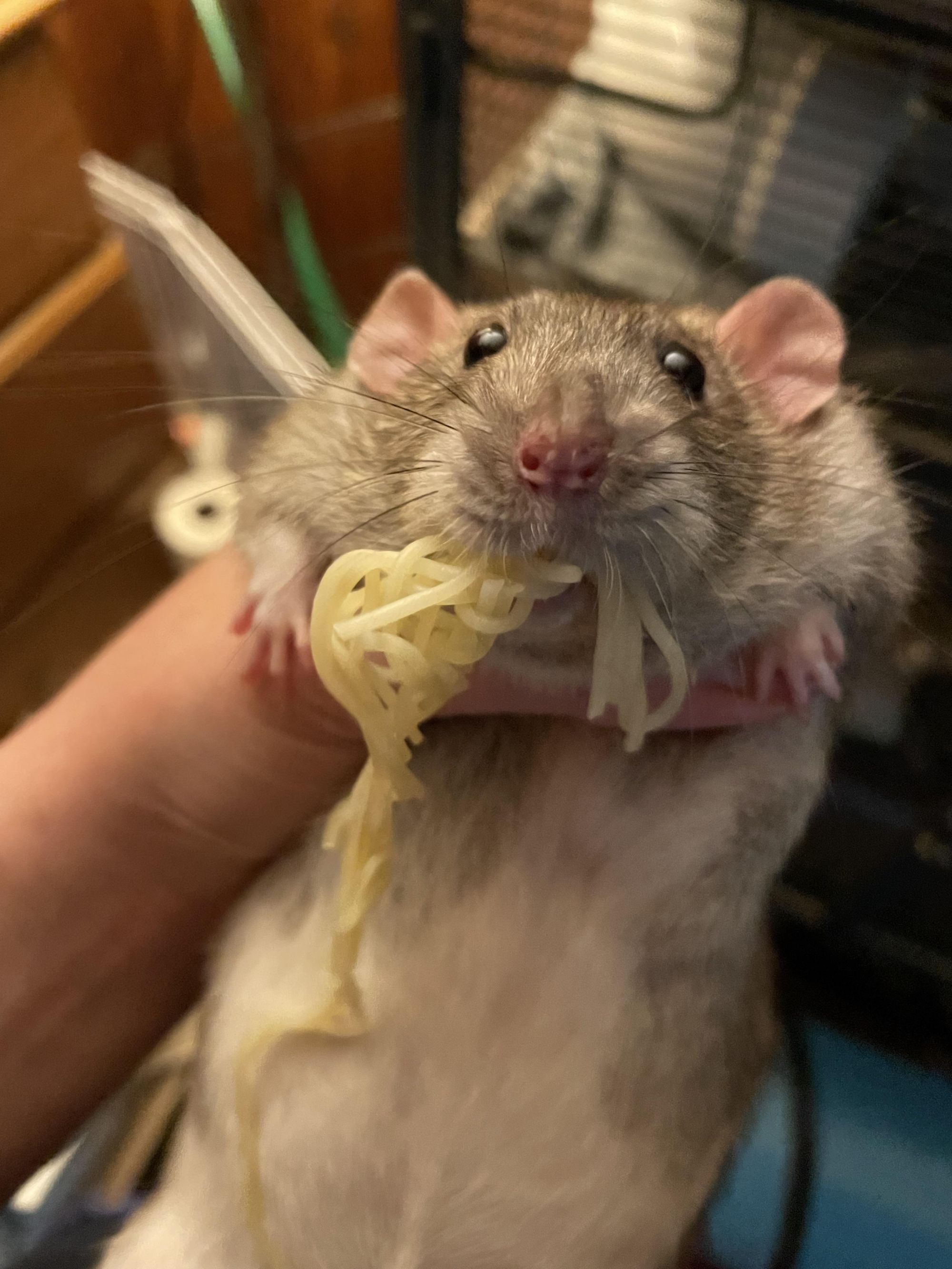 [펌글] 심심해서 써보는 생쥐 vs 시궁쥐 차이 - 유머/이슈 - YULDO