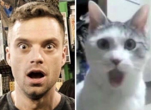 해연갤 - 세즈 = 고양이