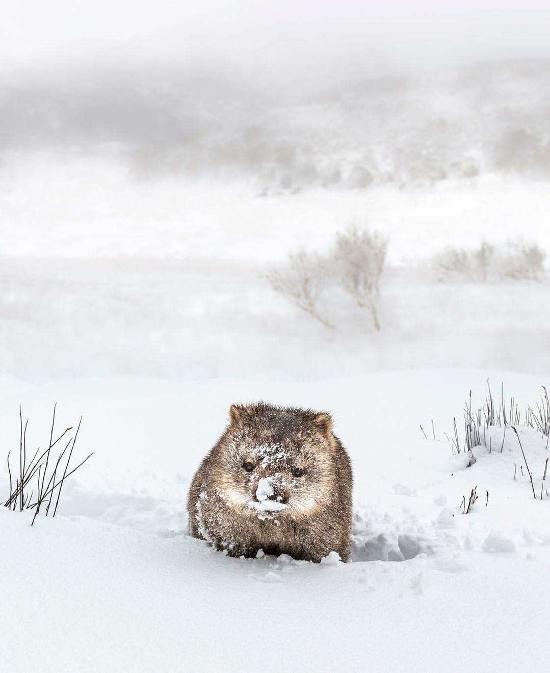 [펌글] 눈속의 아기 웜뱃 봐ㅠㅠ - 유머/이슈 - YULDO